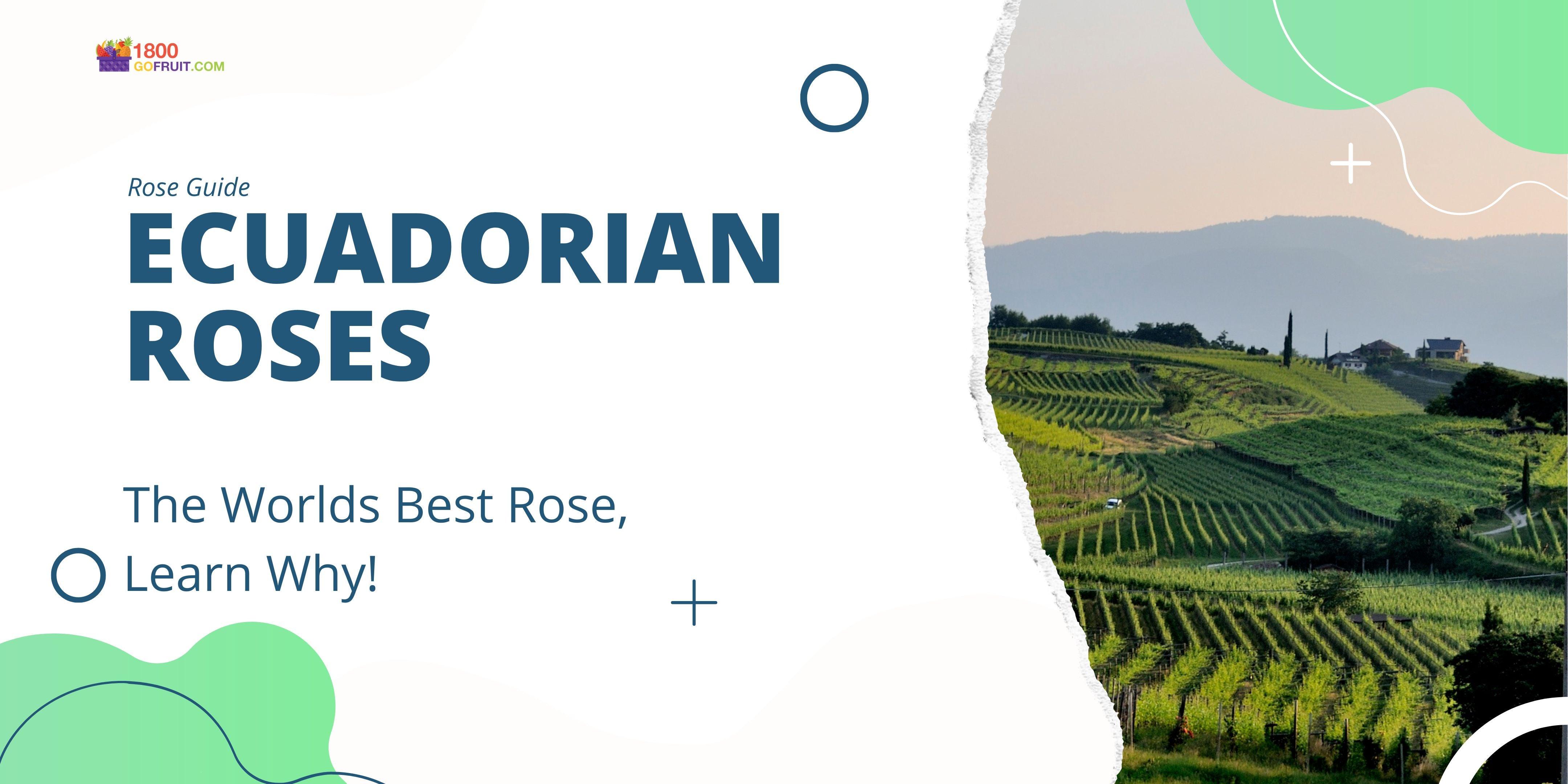 Ecuadorian Roses - The World's Best Rose – 1800 Go Fruit